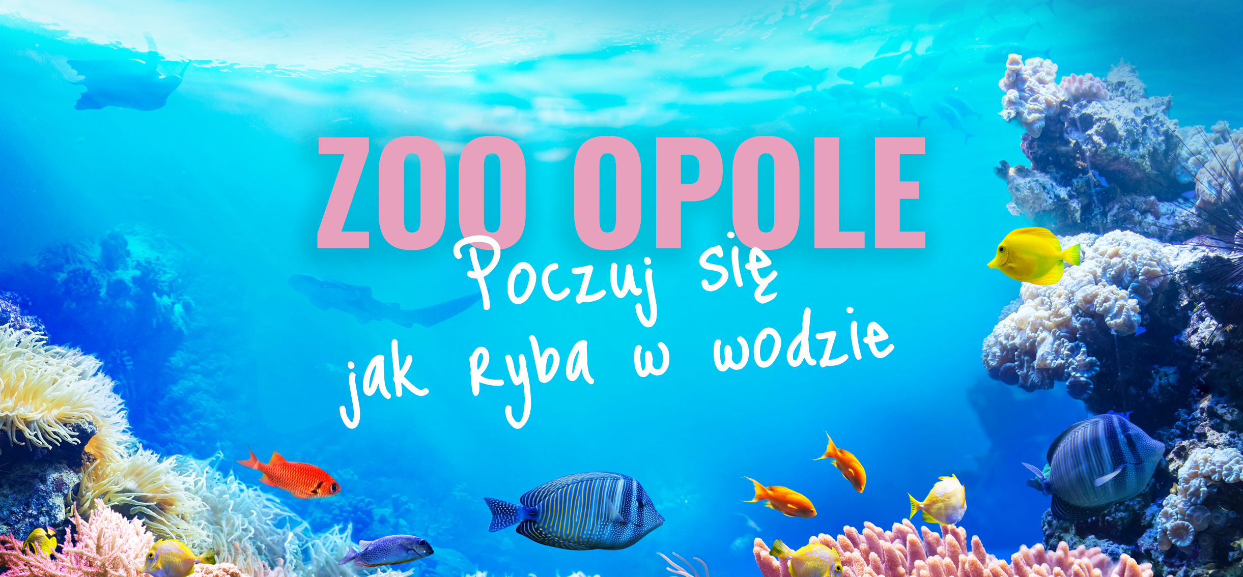 Już w najbliższy piątek otwarcie akwarium w ZOO Opole - Opowiecie.info